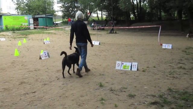 Кинологический фестиваль ралли-обидиенс
