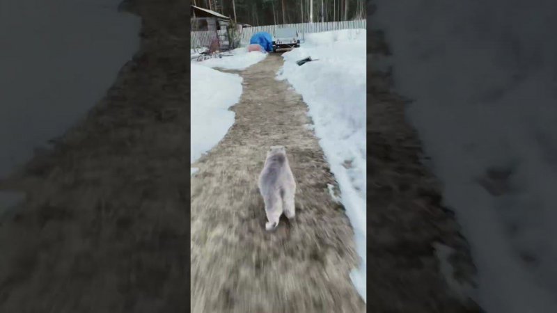 #кошка бежит. Смотреть бесплатно и без смс