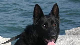 Кевин с Красных Прудов. Знакомство с морем.