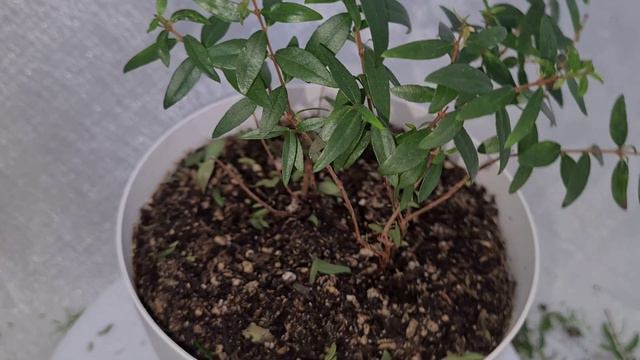 Розовеющий 10 новый