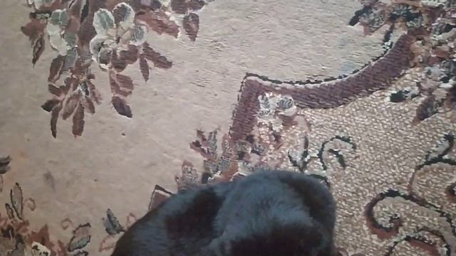 Порода Селкирк-Рекс   2 мая 2021 г. (1).mp4