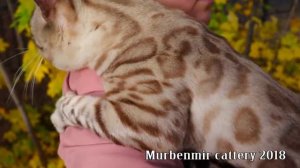 СВОБОДЕН/AVAILABLE ELVIS OF MURBENMIR - snow bengal boy