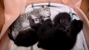 Котята отдыхают после обеда