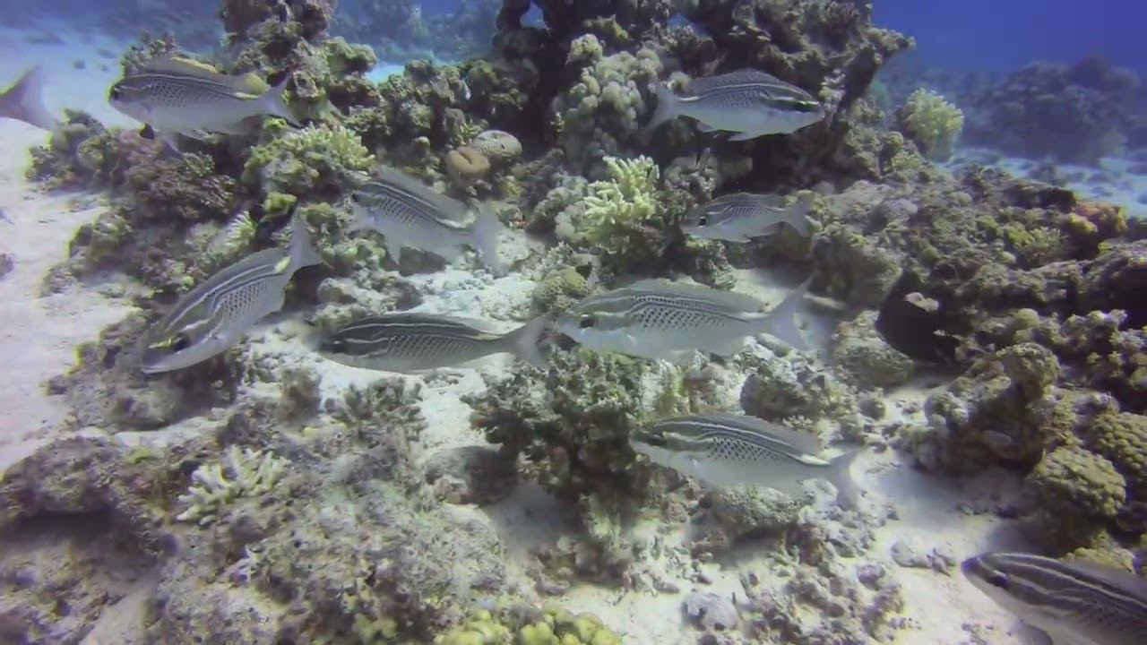 Арабский нитепёр