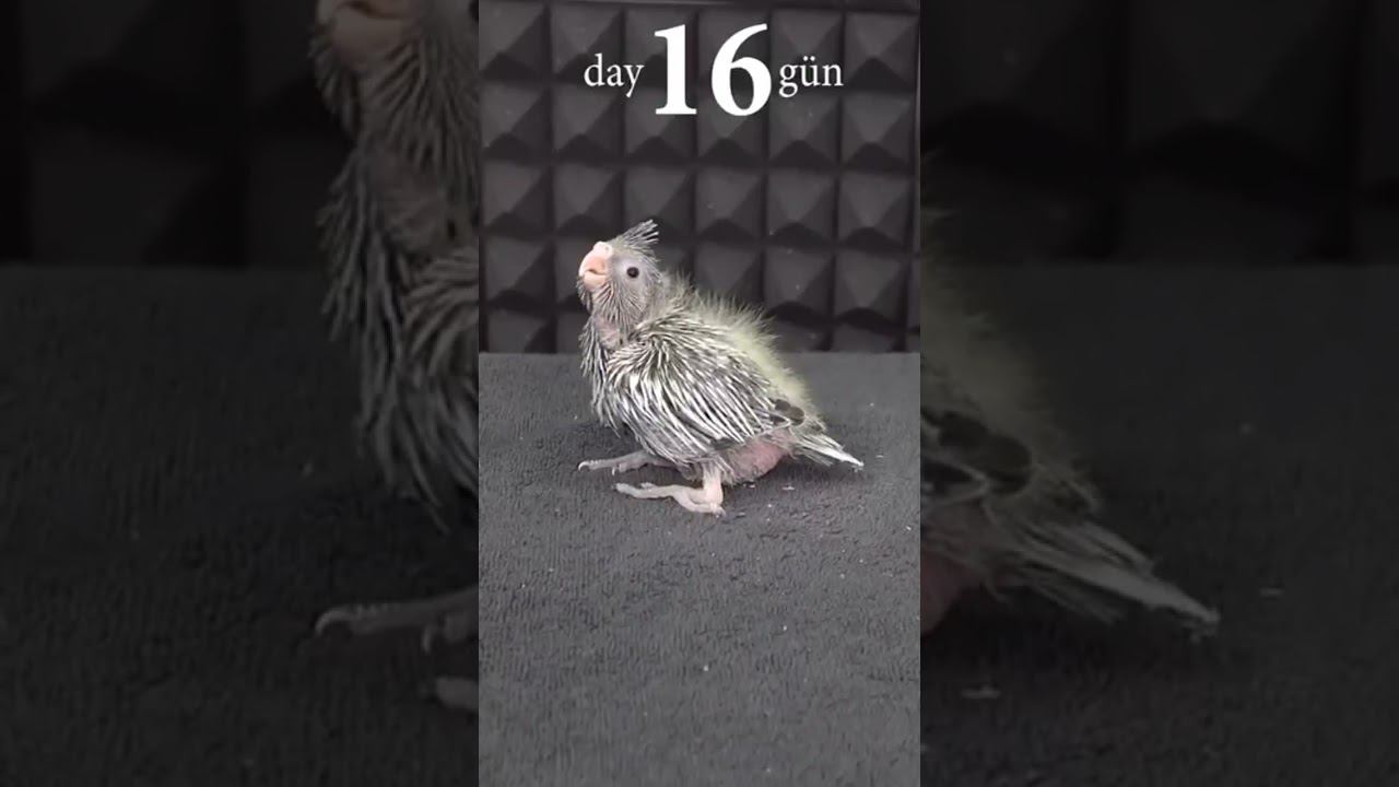 40- дневной рост попугайчика