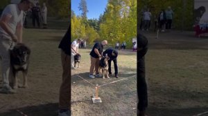 Банхар Элгиз на выставке в Тольятти 2023