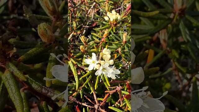 Цветущий багульник на Кольском полуострове #багульник #природа #кольский #nature #life #цветы