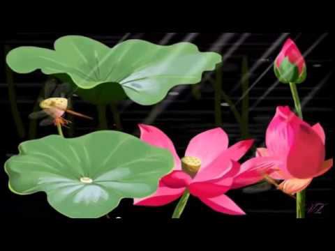 Футаж лотосы