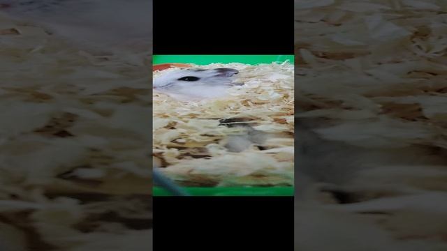 самые милые милашки