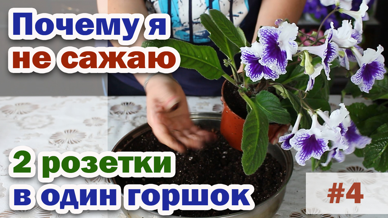 ПЕРЕСАДКА взрослого СТРЕПТОКАРПУСА. Удаление пасынков. #4
