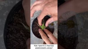 Как просто и быстро размножить розы