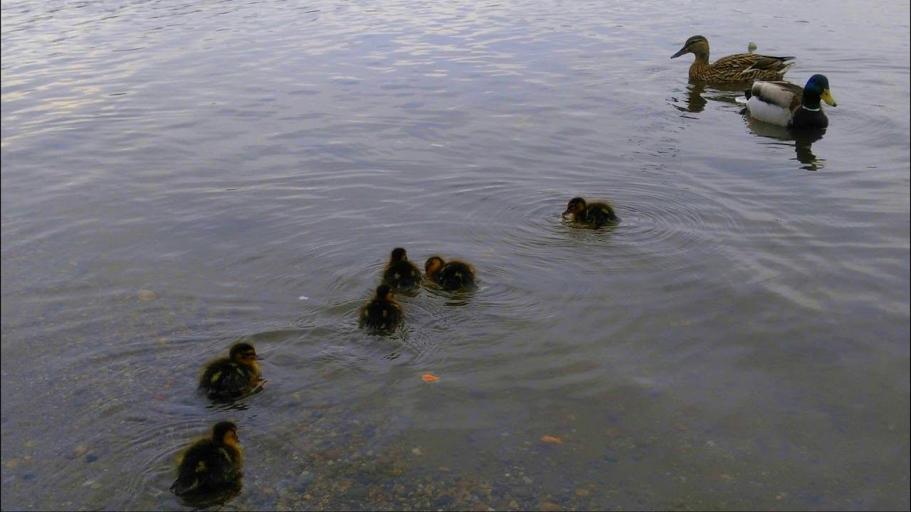 Сказка "Белая уточка". Читает А.Ключук