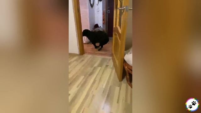 Забавные питомцы #71