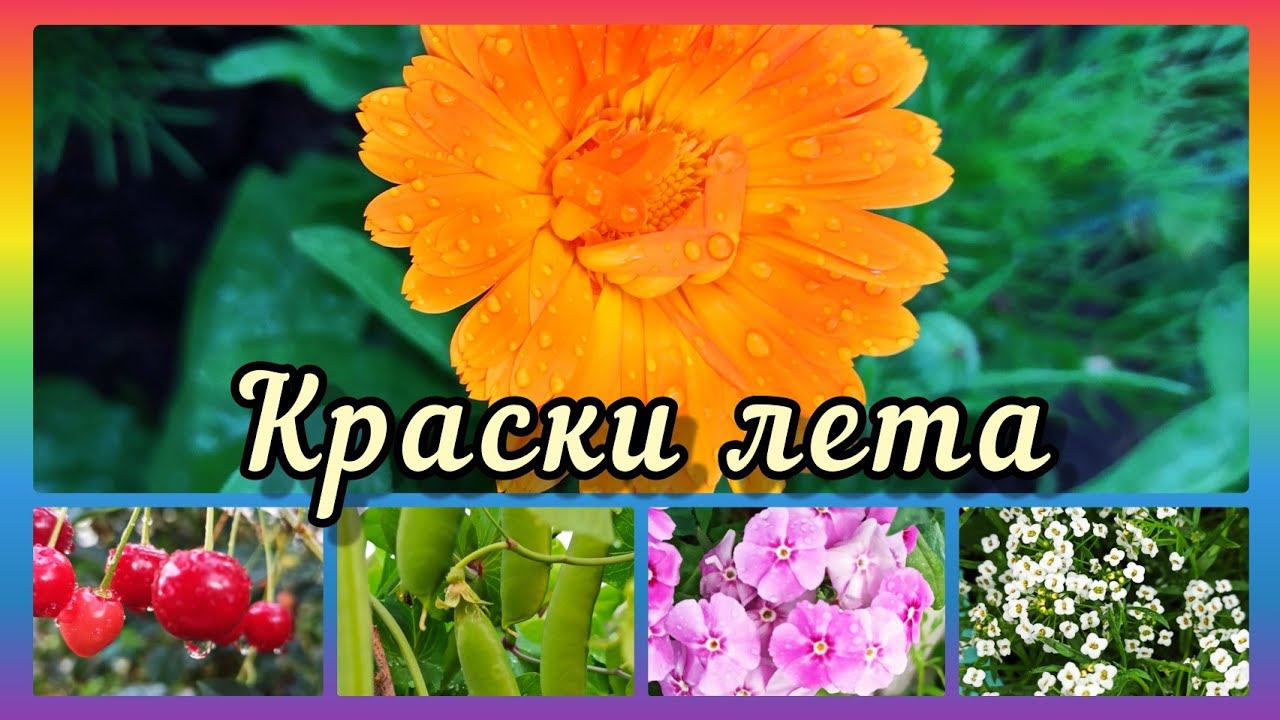 16 июля 2022 г. Краски лета.