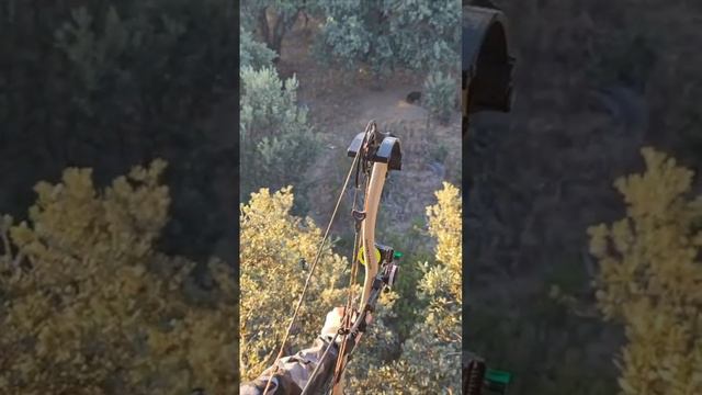 Охота на кабана из лука.