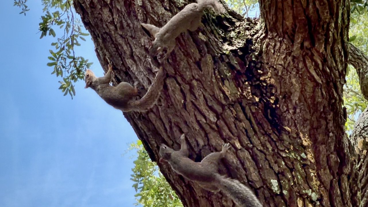 Белки в Чарльстоне