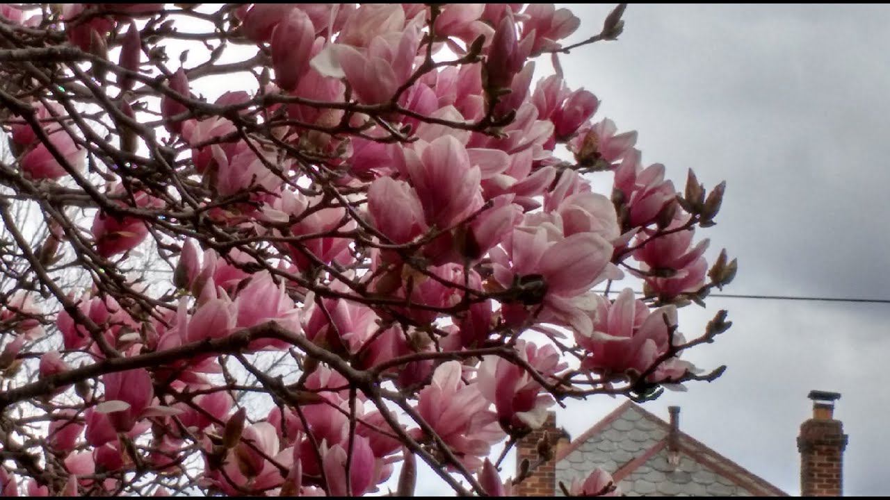 Мы в Коламбусе. Январь 2015 - декабрь 2016