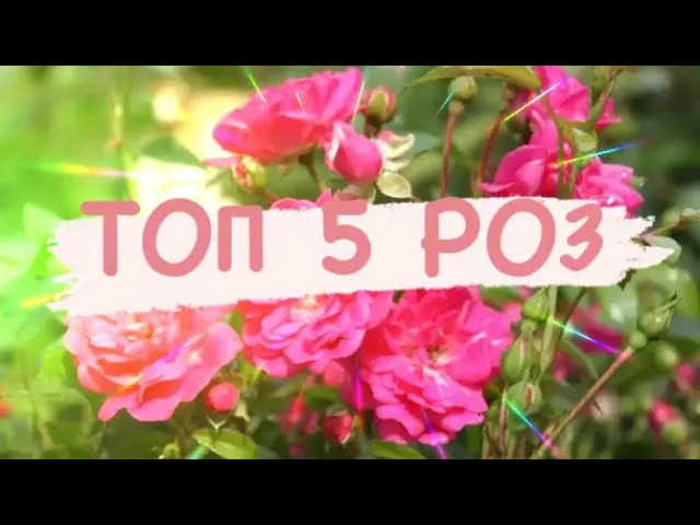 ТОП 5 Розы для розовой клумбы ❗️ СУПЕР подборка ❗️.mp4