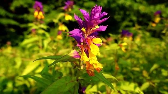 Пение Лесных Птиц на РАССВЕТЕ создаст ГАРМОНИЮ ДУШИ И РАЗУМА! Начни свой день с Хорошим Настроением!