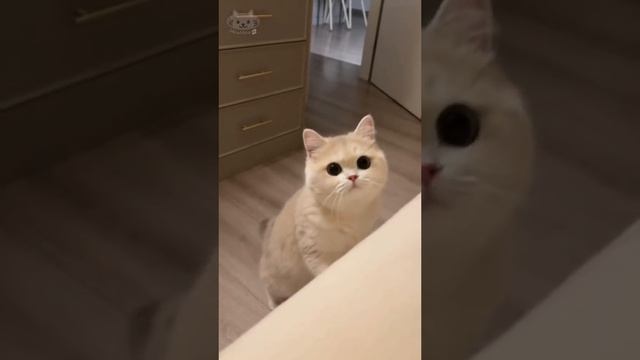 Смешные котики