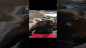 VID-20230902-WA0003.mp4