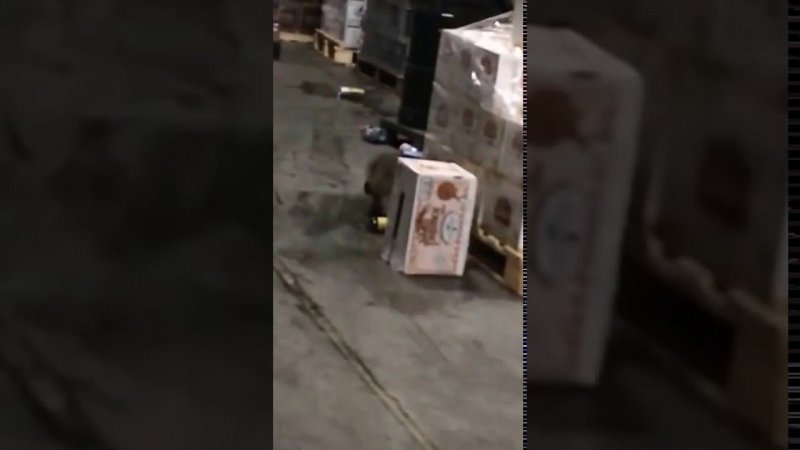 Пьяный енот избавляется от алкоголя на складе