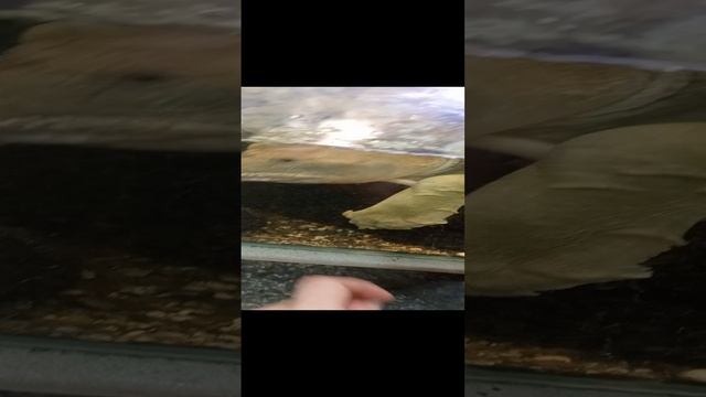 Зверушки