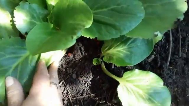 Выращиваем бадан .