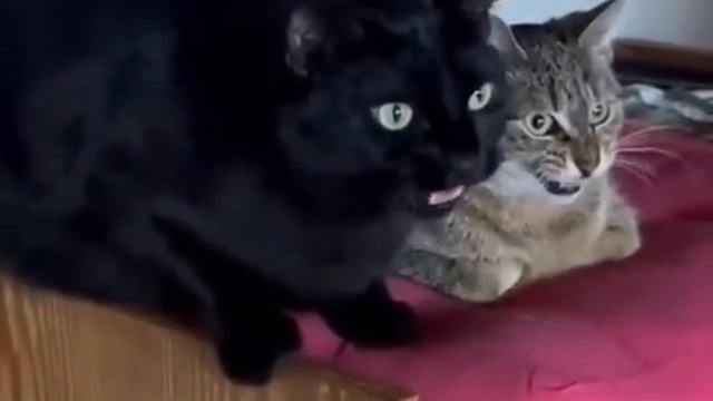 Бивис и батхед