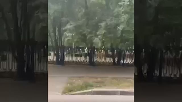 кандидат в муниципальные депутаты от коммунистов погулял по Москве с пумой