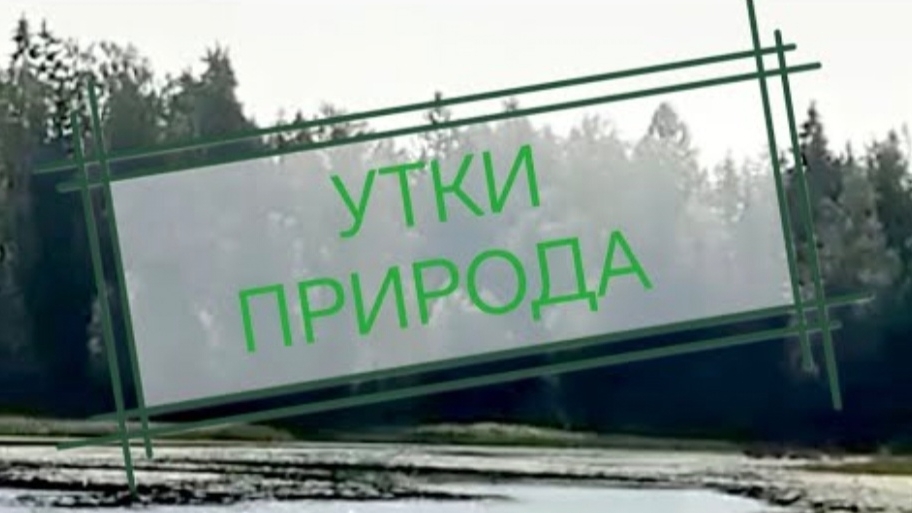 УТКИ. ПРИРОДА. Александра Миркушова