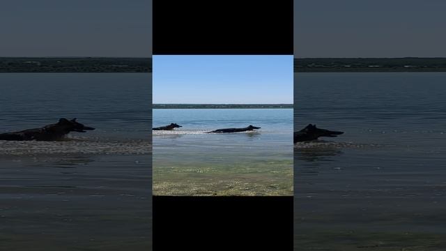 Карточка видео