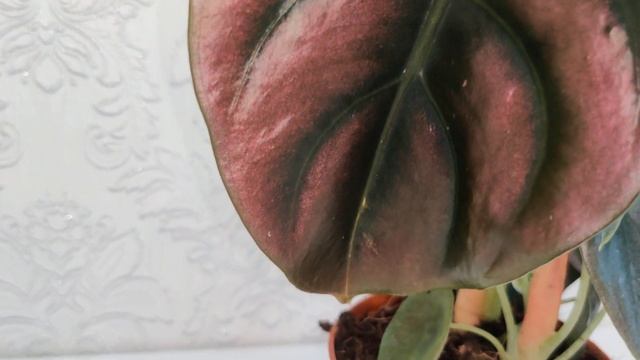 Цветы Вместе - Алоказия Ред Секрет Alocasia Red Secret  12/40