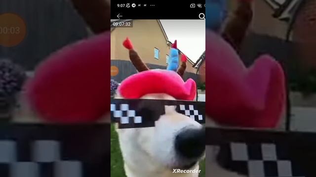 пуки пуки