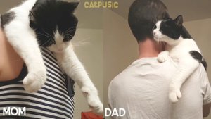 Любовь кота к маме и к папе. Различия