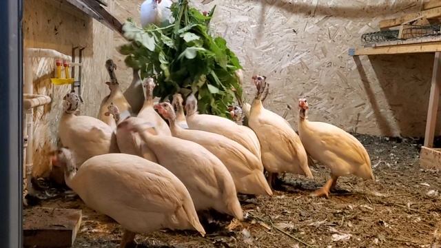 Крапива и сныть форевер!