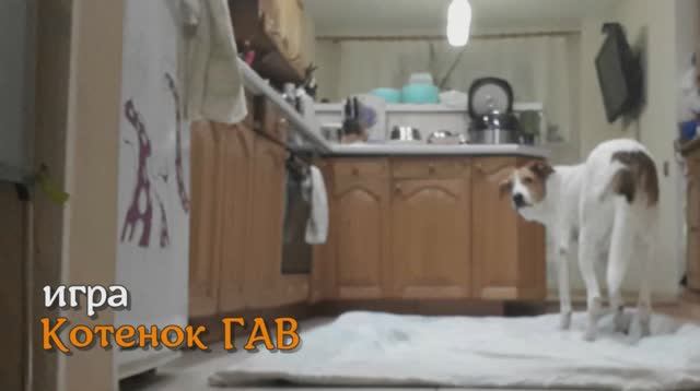 Игры с собаками / Котенок Гав / самоконтроль /пройди через поле "дворовой тухлятинки"