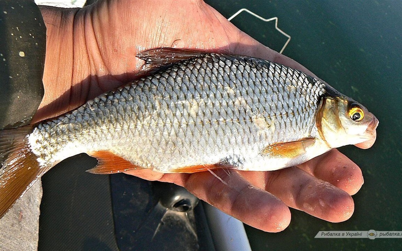 205.Первый сыгранный Квест в Bear.mp4