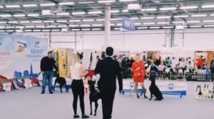 Пермь. CACIB. Огни Прикамья. 01.02.2020. Суки. Класс чемпионов