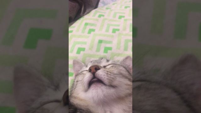 Котенок спит без задних ног милота