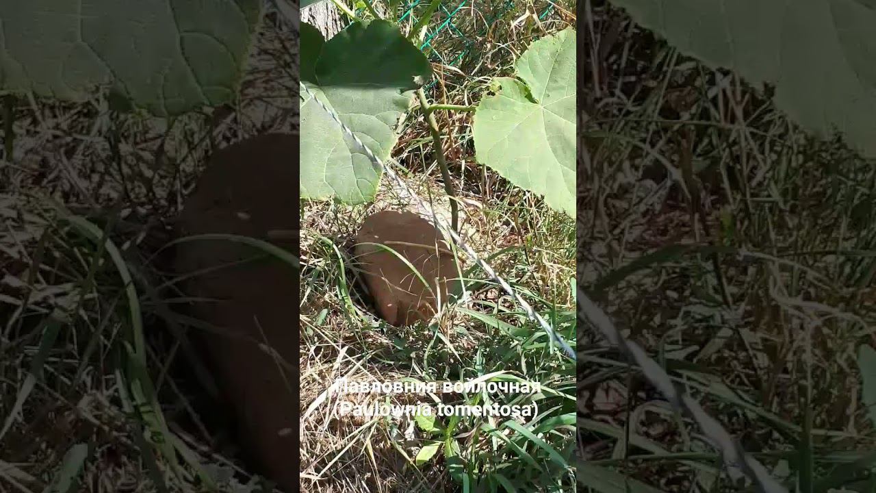 Павловния войлочная (Paulownia tomentosa)  26 августа 2024 г.
