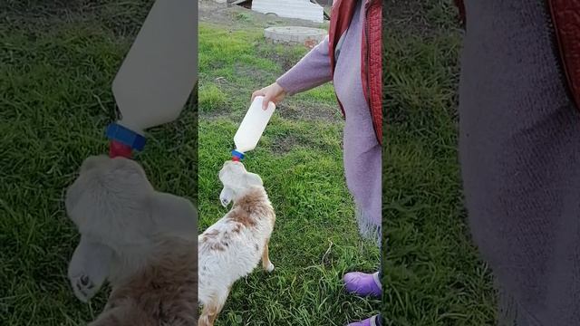 Где моё молоко..mp4
