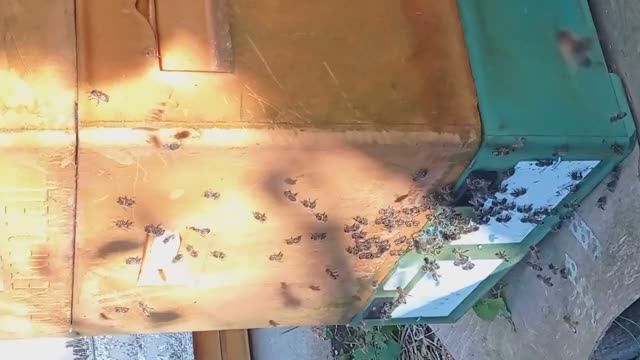 30.10.2021 (+12) и пчёлы хорошо облетались перед долгой зимовкой