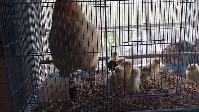 Цыплятам одна неделя. д.р. 7.6.24.