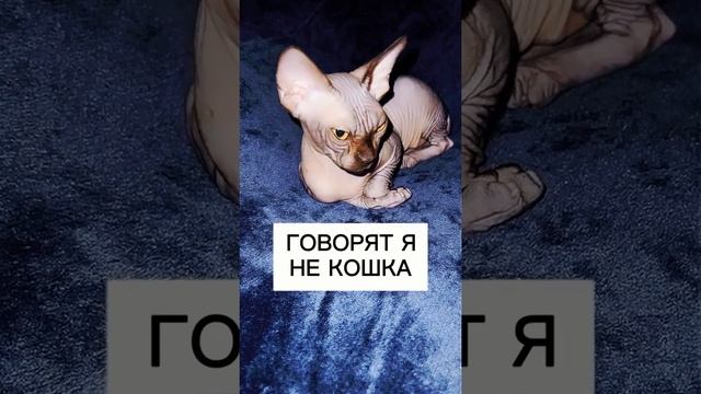 Почему лысая кошка Сфинкс плачет sphynx