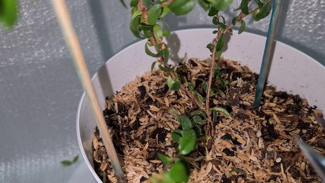 Pumila 7 (обрезка)