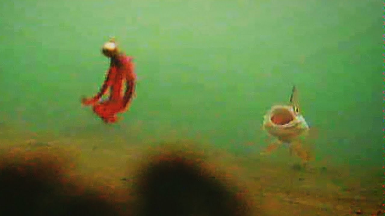 ПОЛОСАТЫЙ ЛЮТУЕТ!ОХОТА НА БЕЛЬ!ОТКРЫТИЕ ПРОДОЛЖАЕТСЯ!