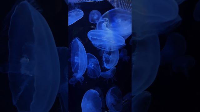 Медузы из Москвариума 🪼🐠🐡