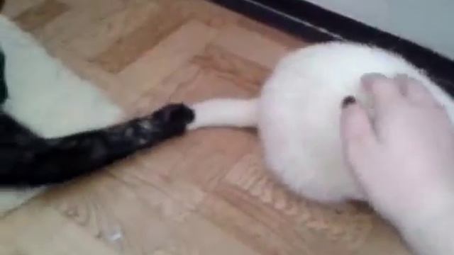Кот играет с хвостом