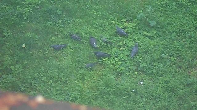 Голуби клюют траву DSCN4532